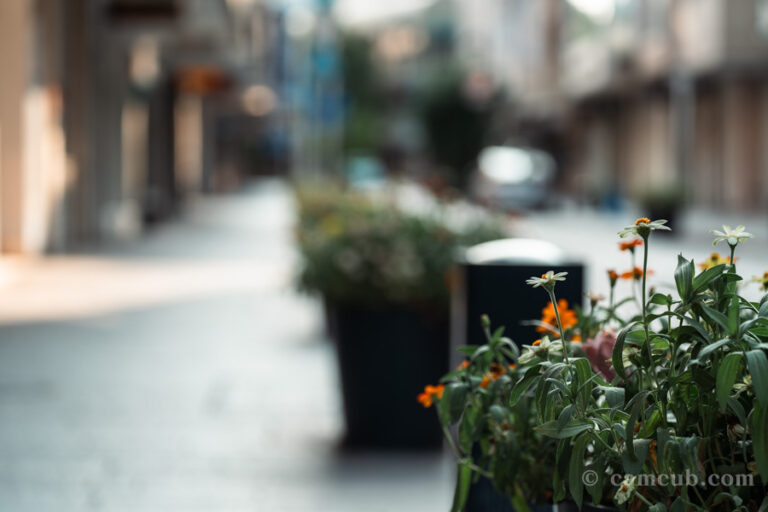 SONY α7CII 実写レビュー | CamCub Chronicles